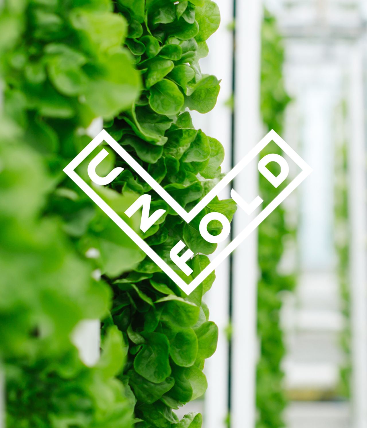 ANNETTE FISCHER — Unfold